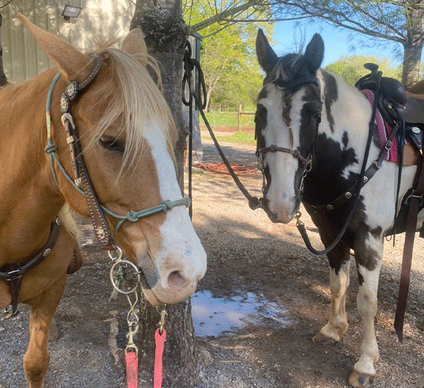 COLLEGE GROVE – Belcastle Community